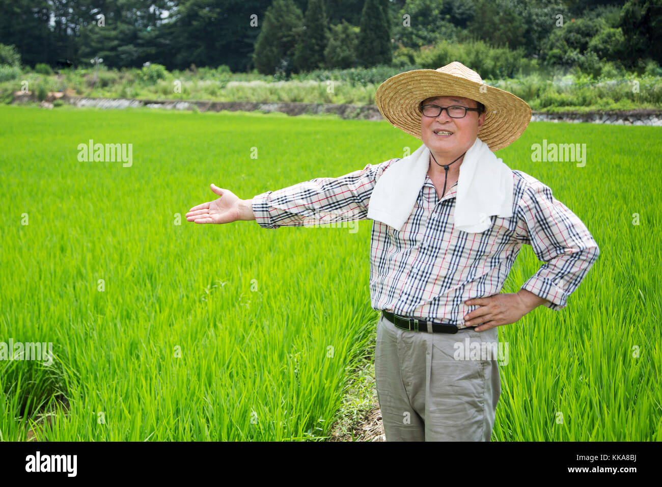 diligent farmer's life, green rice plants background 298 Stock Photo ...