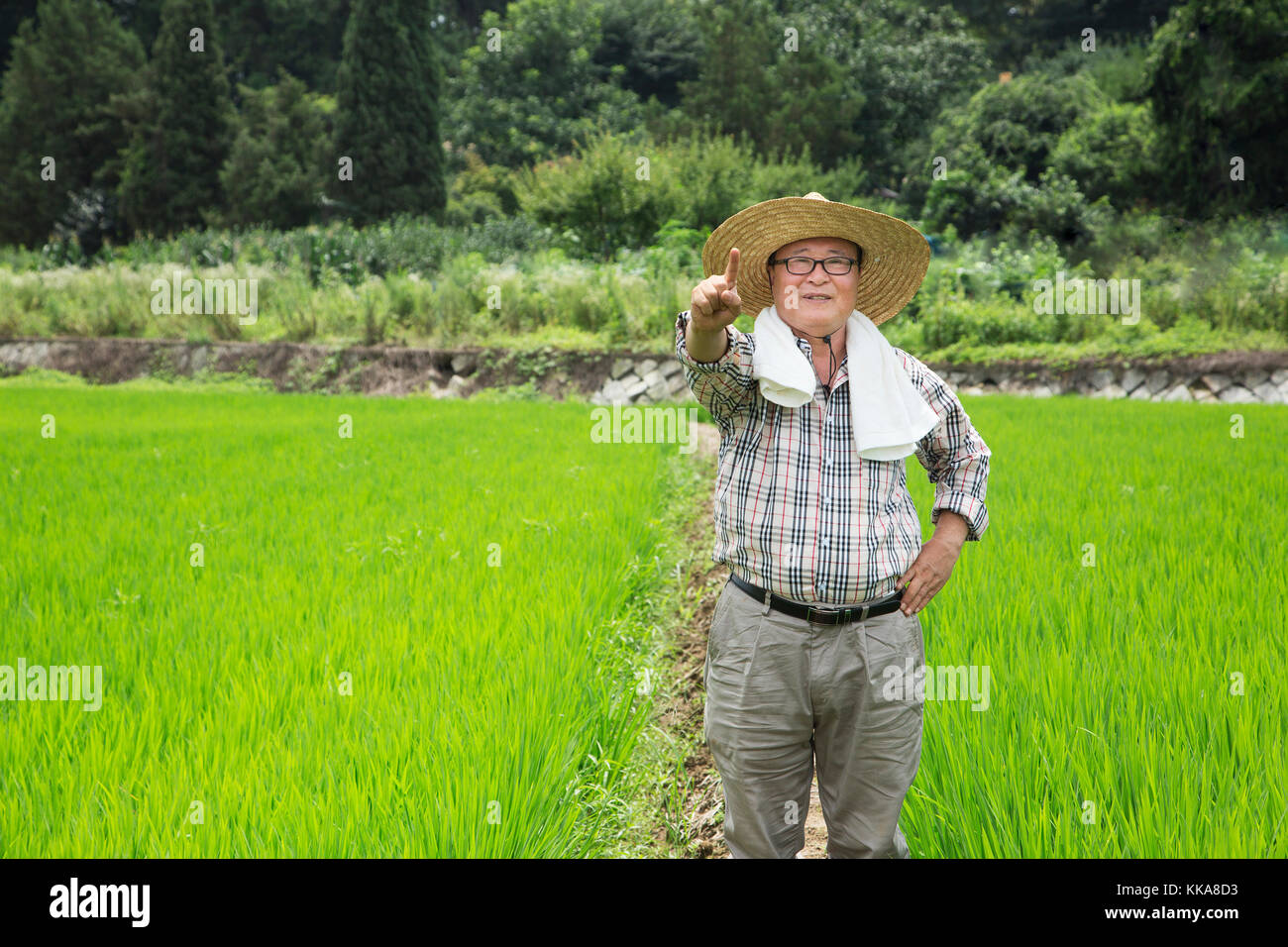diligent farmer's life, green rice plants background 283 Stock Photo ...