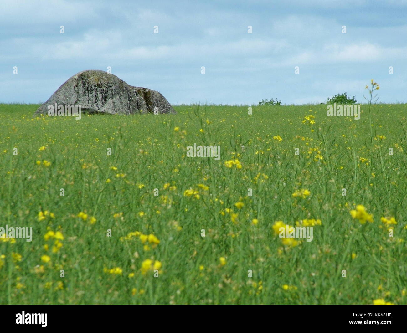 Brownshill dolmen a megalithic portal tomb in County Carlow, Ireland ...
