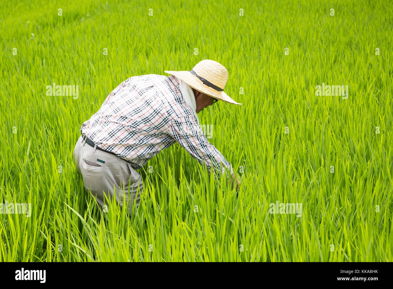 diligent farmer's life, green rice plants background 244 Stock Photo ...