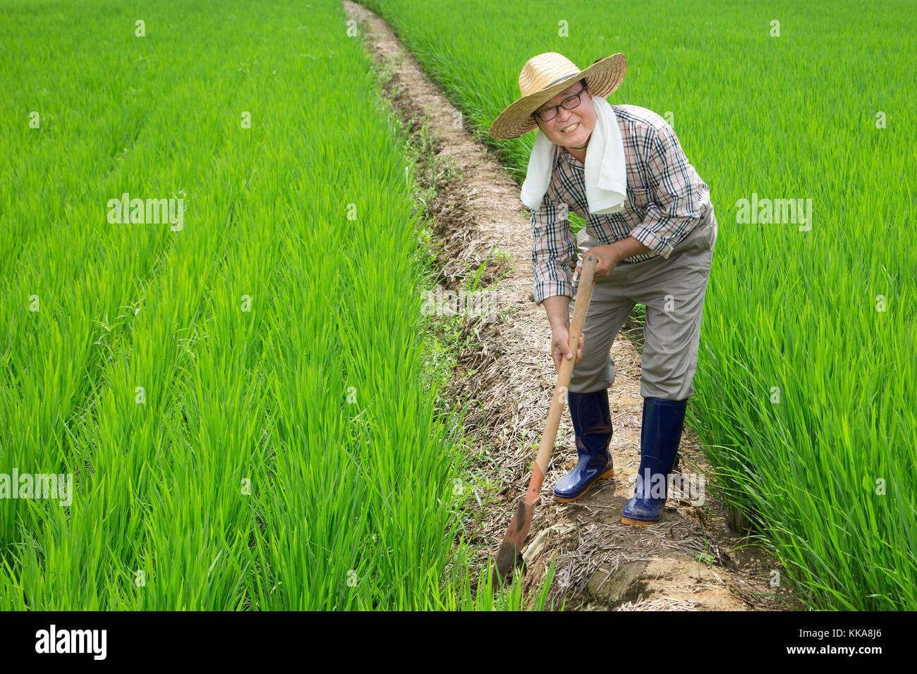 diligent farmer's life, green rice plants background 237 Stock Photo ...