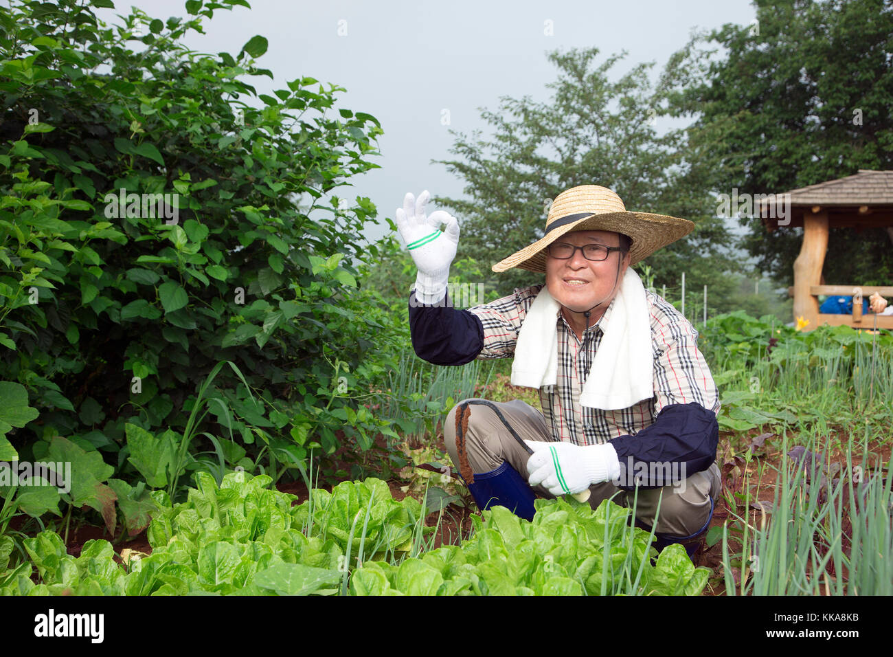 diligent farmer's life, green rice plants background 223 Stock Photo ...