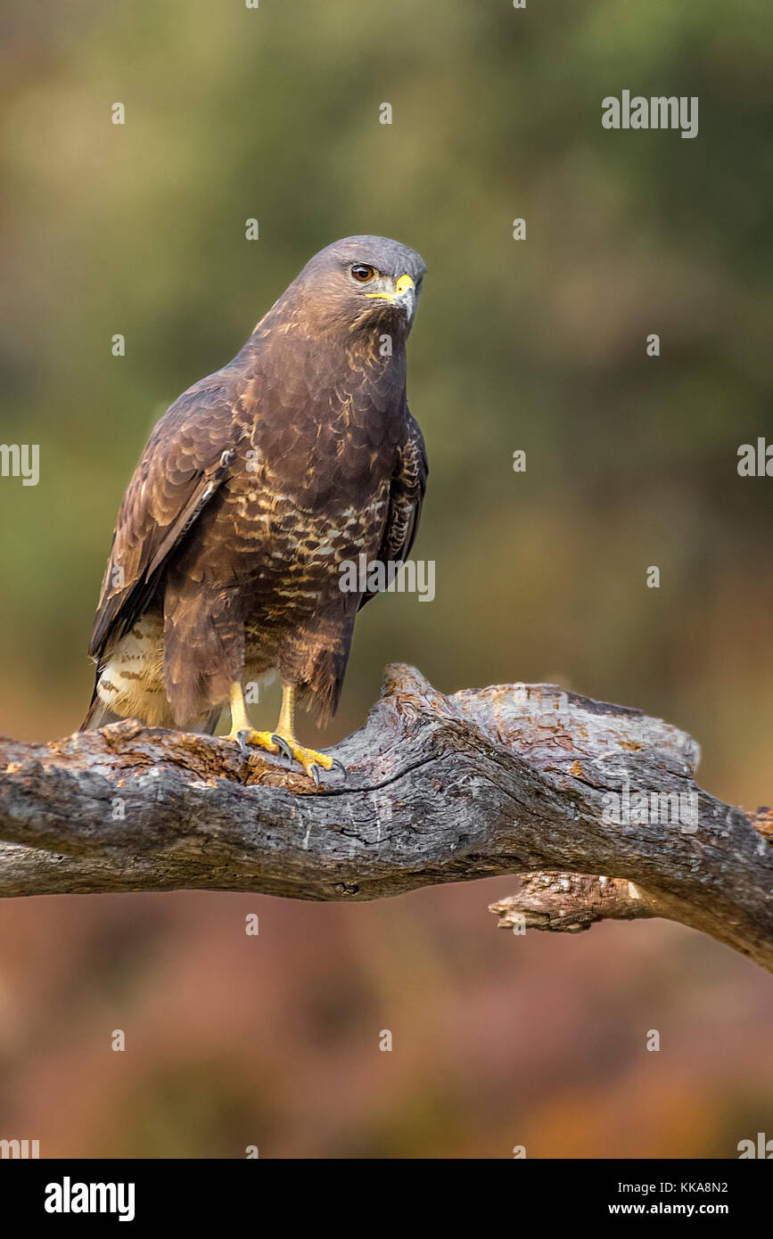 European Buzzard High Resolution Stock Photography and Images - Alamy