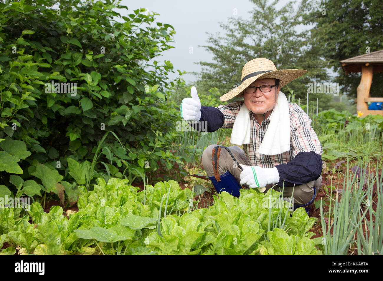 diligent farmer's life, green rice plants background 180 Stock Photo ...