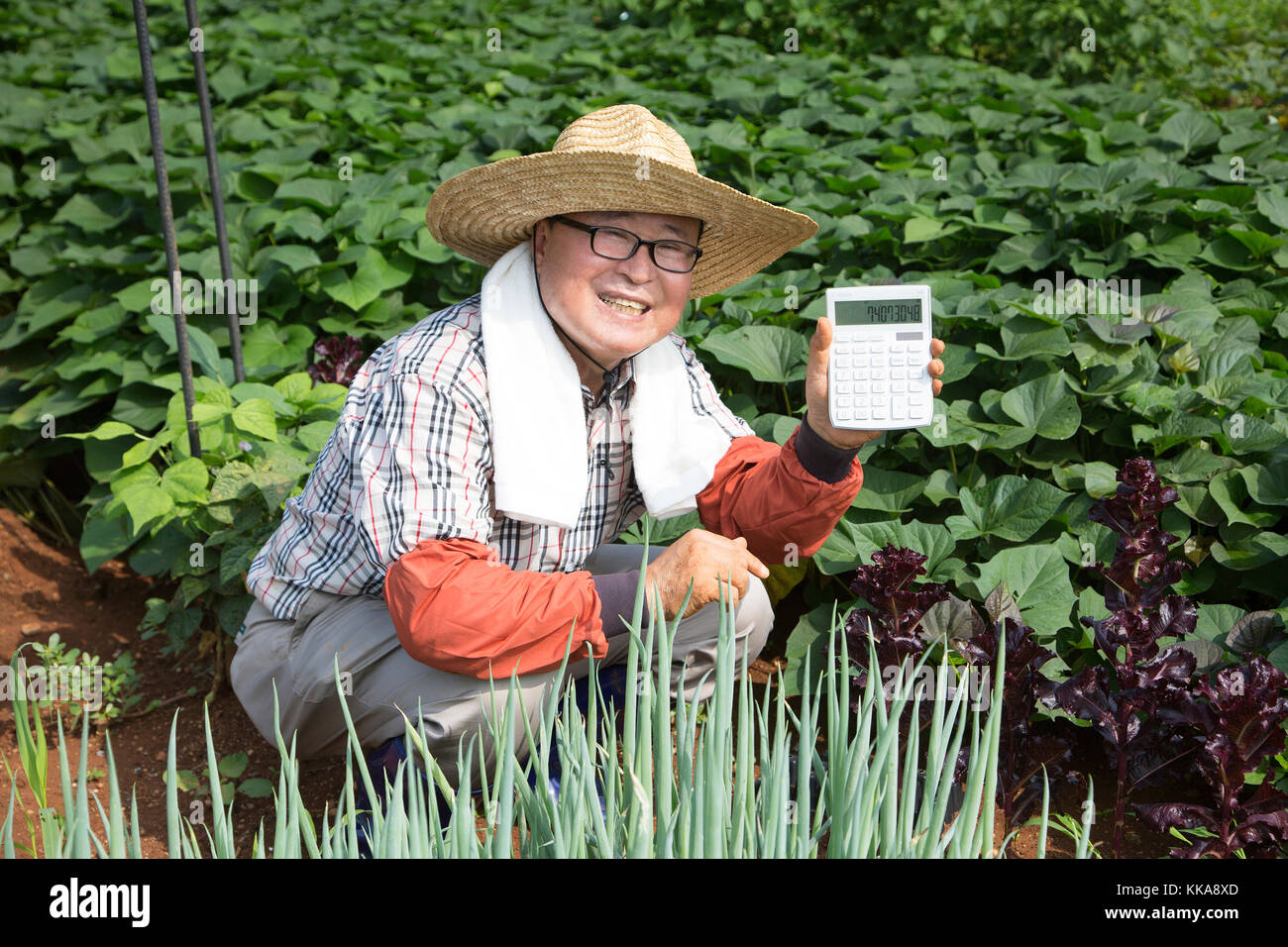 diligent farmer's life, green rice plants background 146 Stock Photo ...
