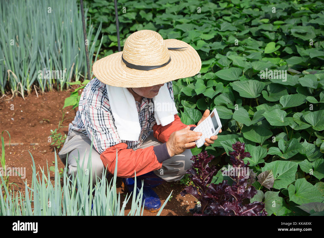 diligent farmer's life, green rice plants background 144 Stock Photo ...