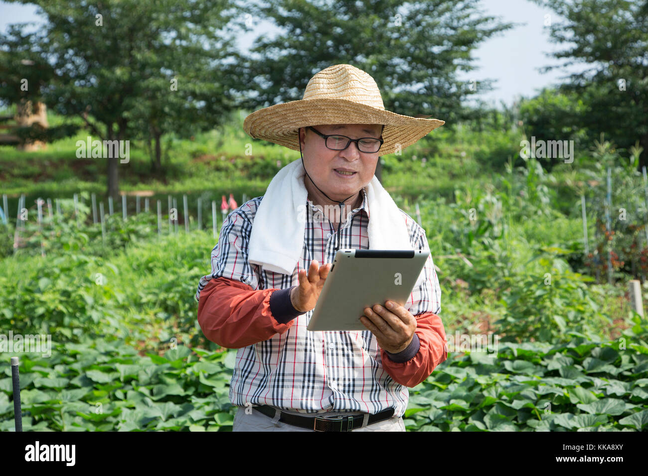 diligent farmer's life, green rice plants background 136 Stock Photo ...