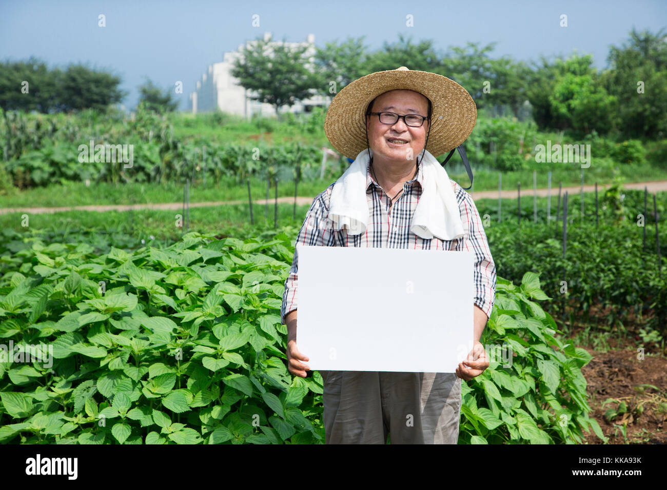 diligent farmer's life, green rice plants background 091 Stock Photo ...