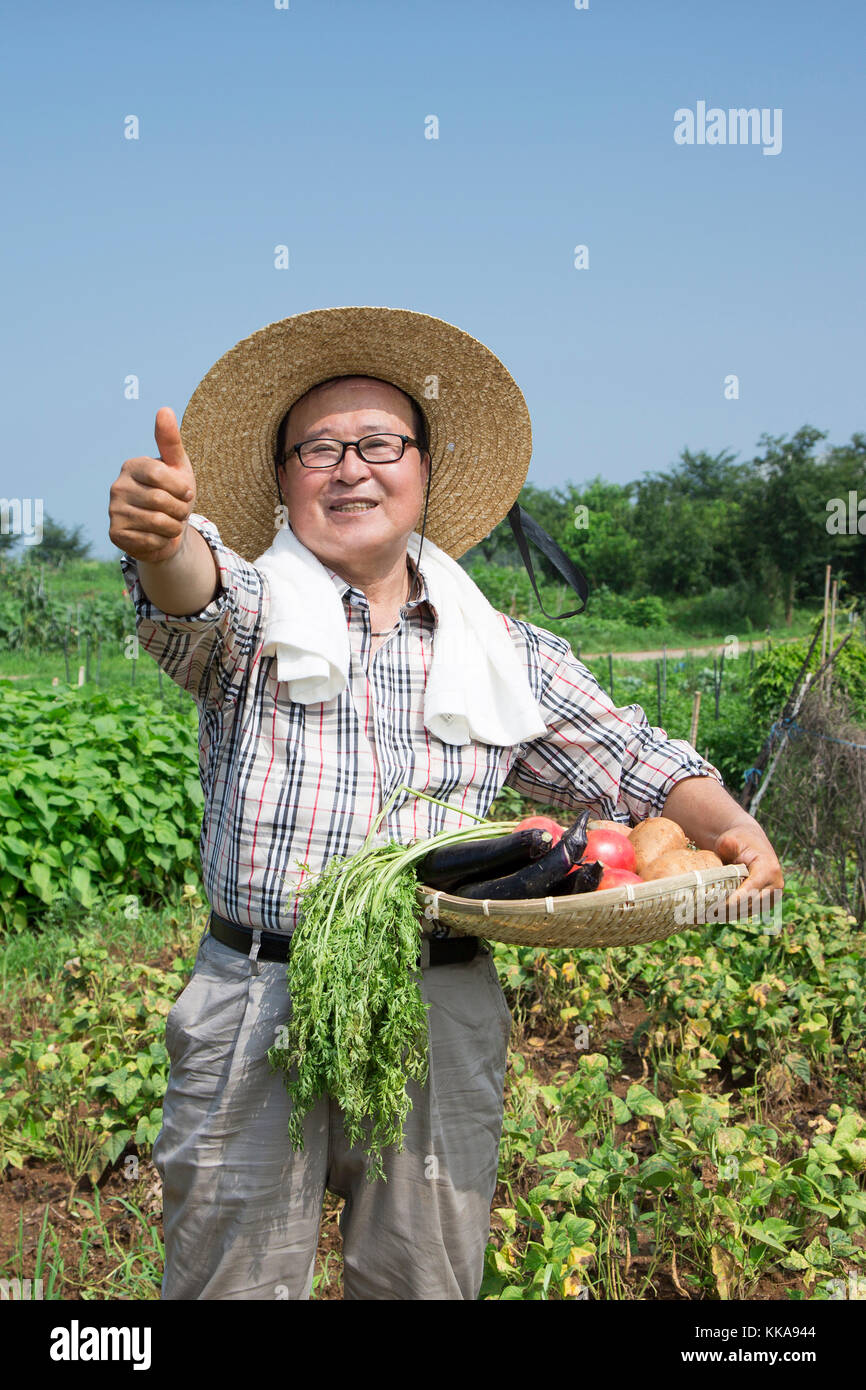 diligent farmer's life, green rice plants background 082 Stock Photo ...