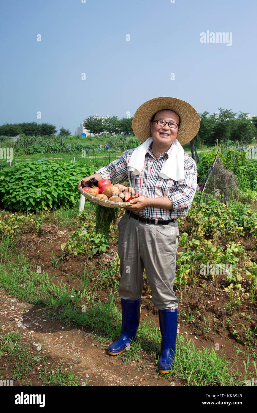 diligent farmer's life, green rice plants background 080 Stock Photo ...