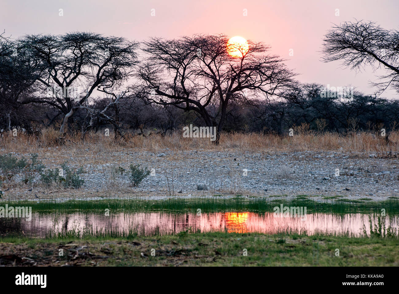 Sunset at the waterhole at Onguma Bush Camp, Onguma Game Reserve ...
