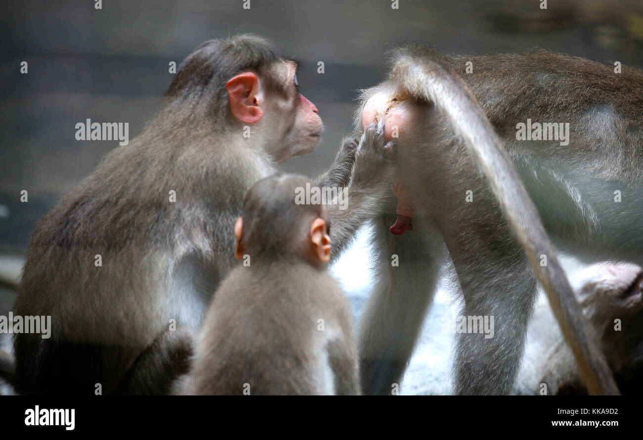 Female monkey checking her child body at zoo in Kuala Lumpur, July 24 ...