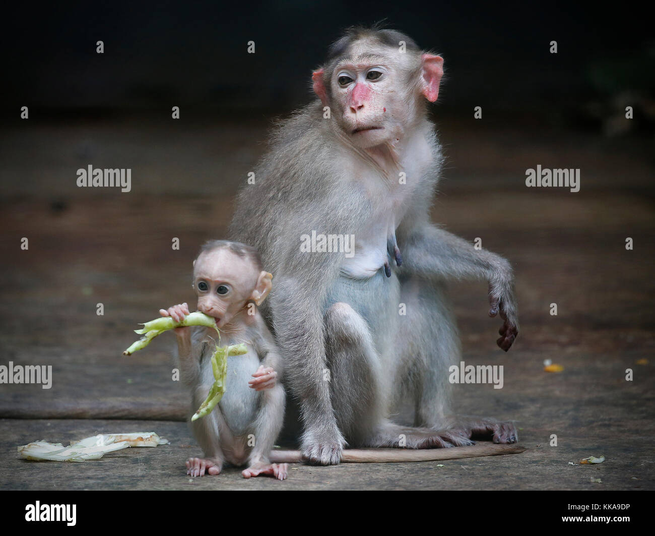 Female monkey with her child at zoo in Kuala Lumpur, July 24, 2017 ...