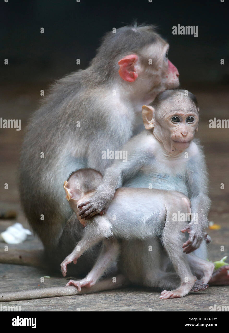 Female monkey with her child at zoo in Kuala Lumpur, July 24, 2017 ...