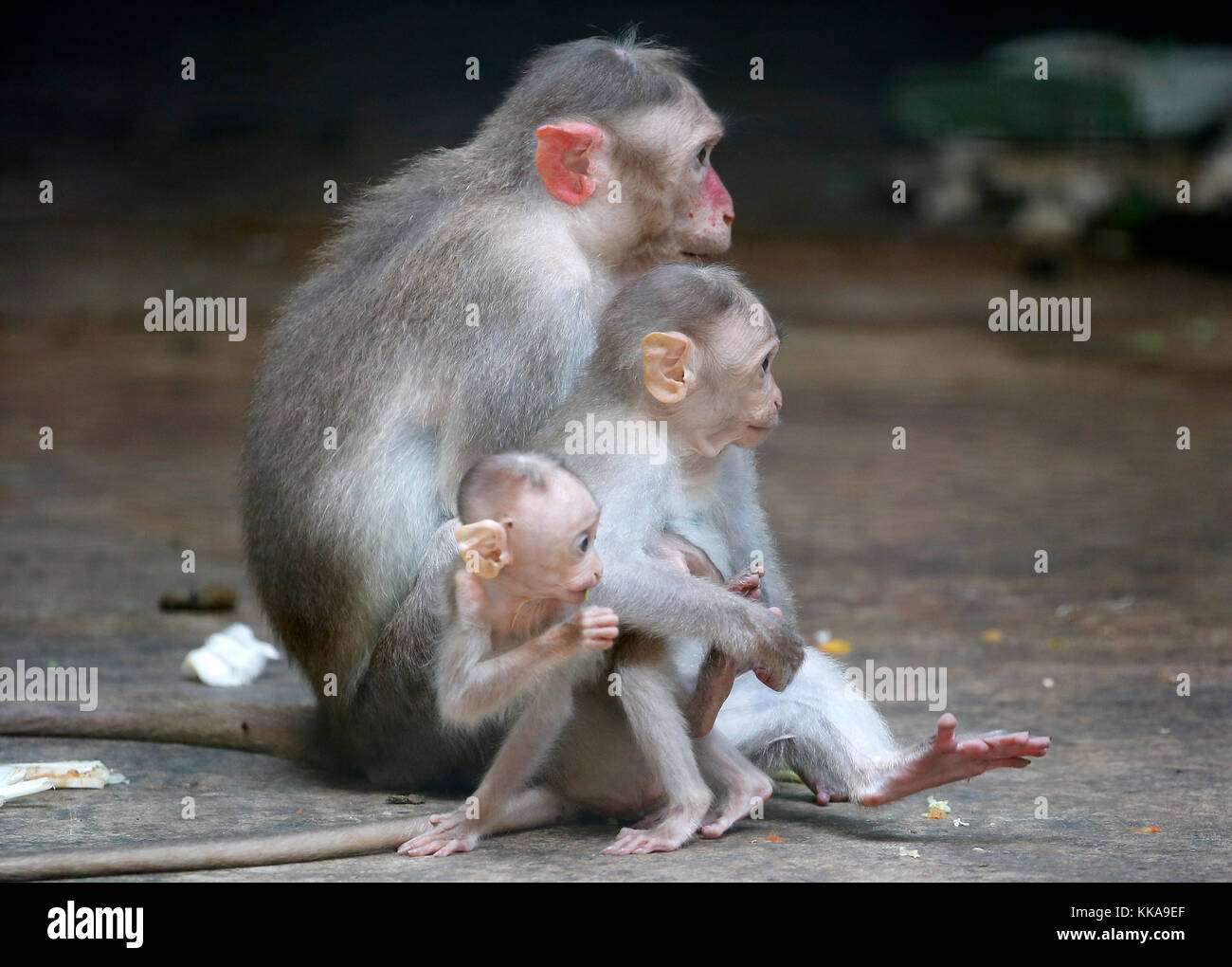 Female monkey with her child at zoo in Kuala Lumpur, July 24, 2017 ...