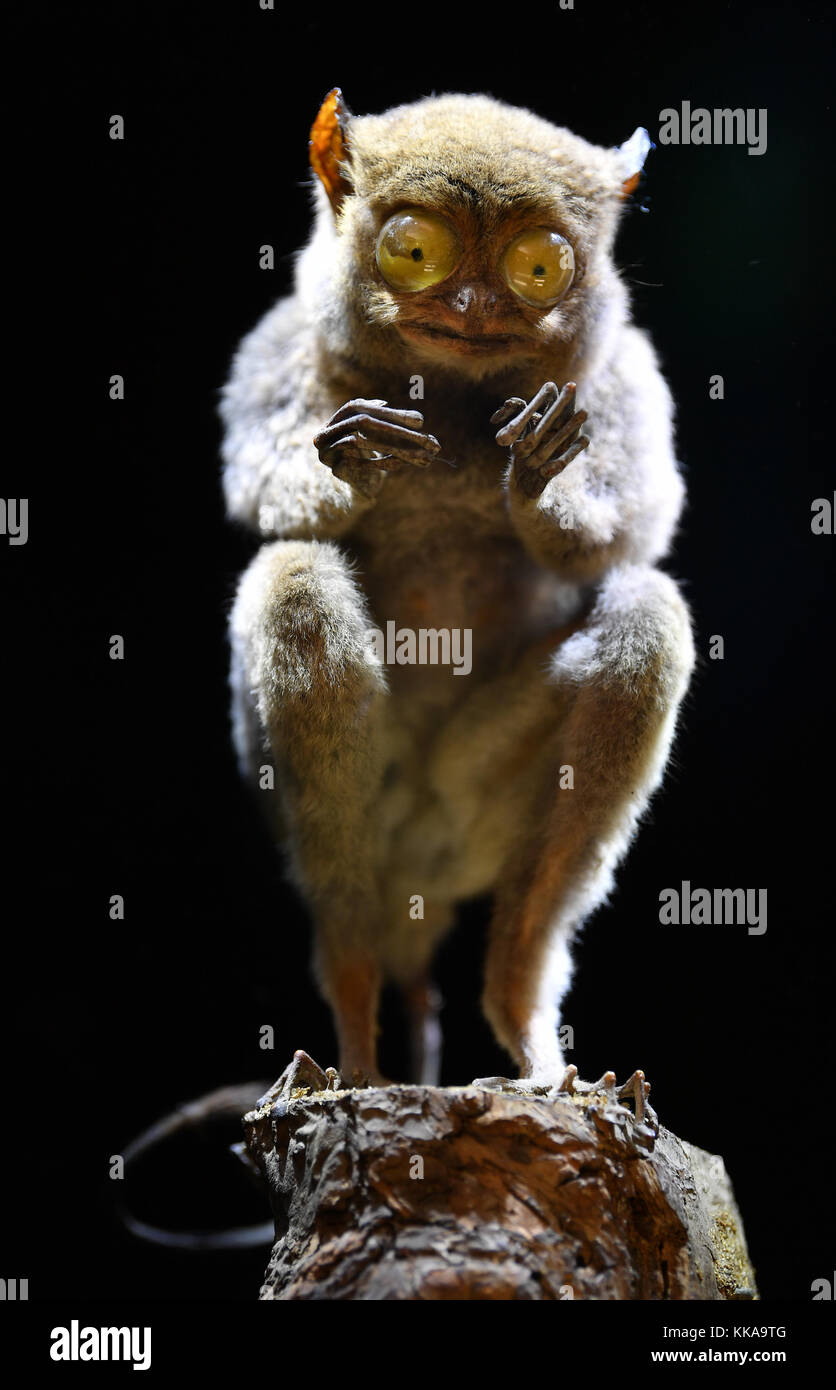 A stuffed tarsier at the preview for the special show "Climate forces ...