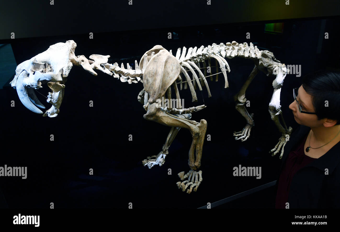 Homotherium skeleton hi-res stock photography and images - Alamy