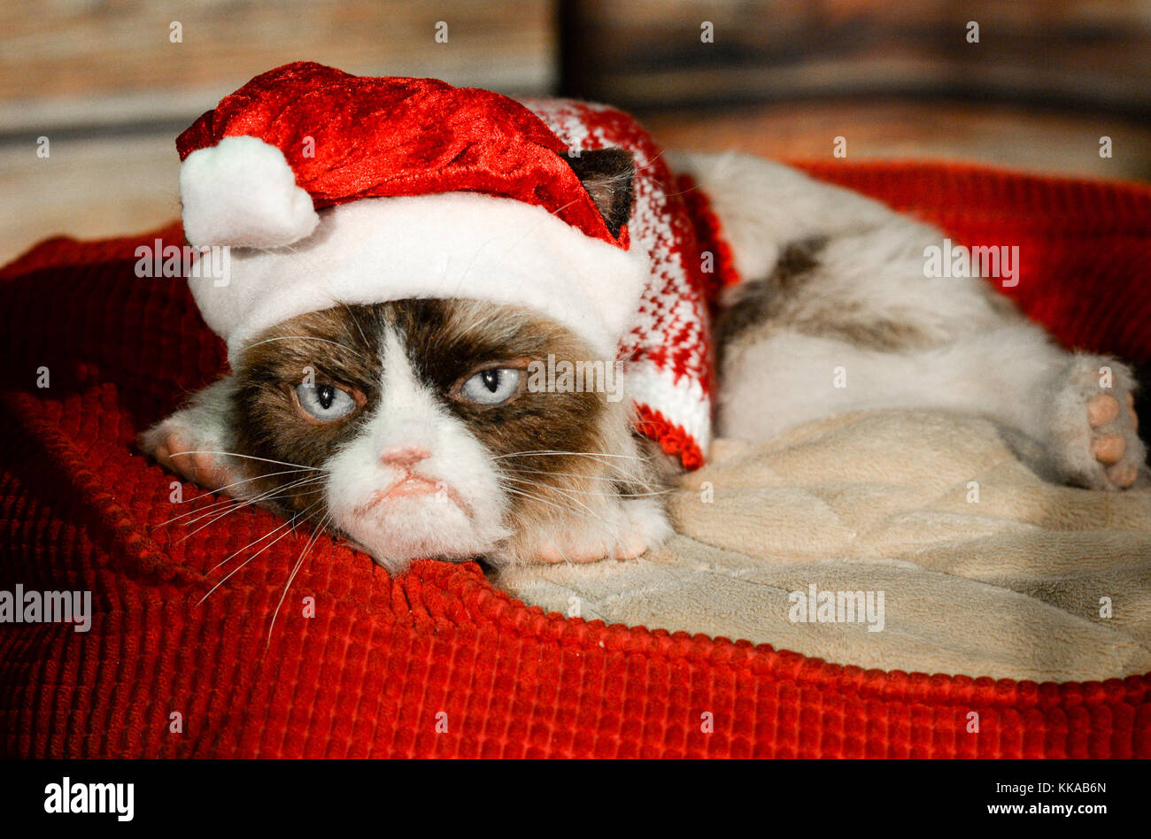 Grumpy Cat Christmas Background