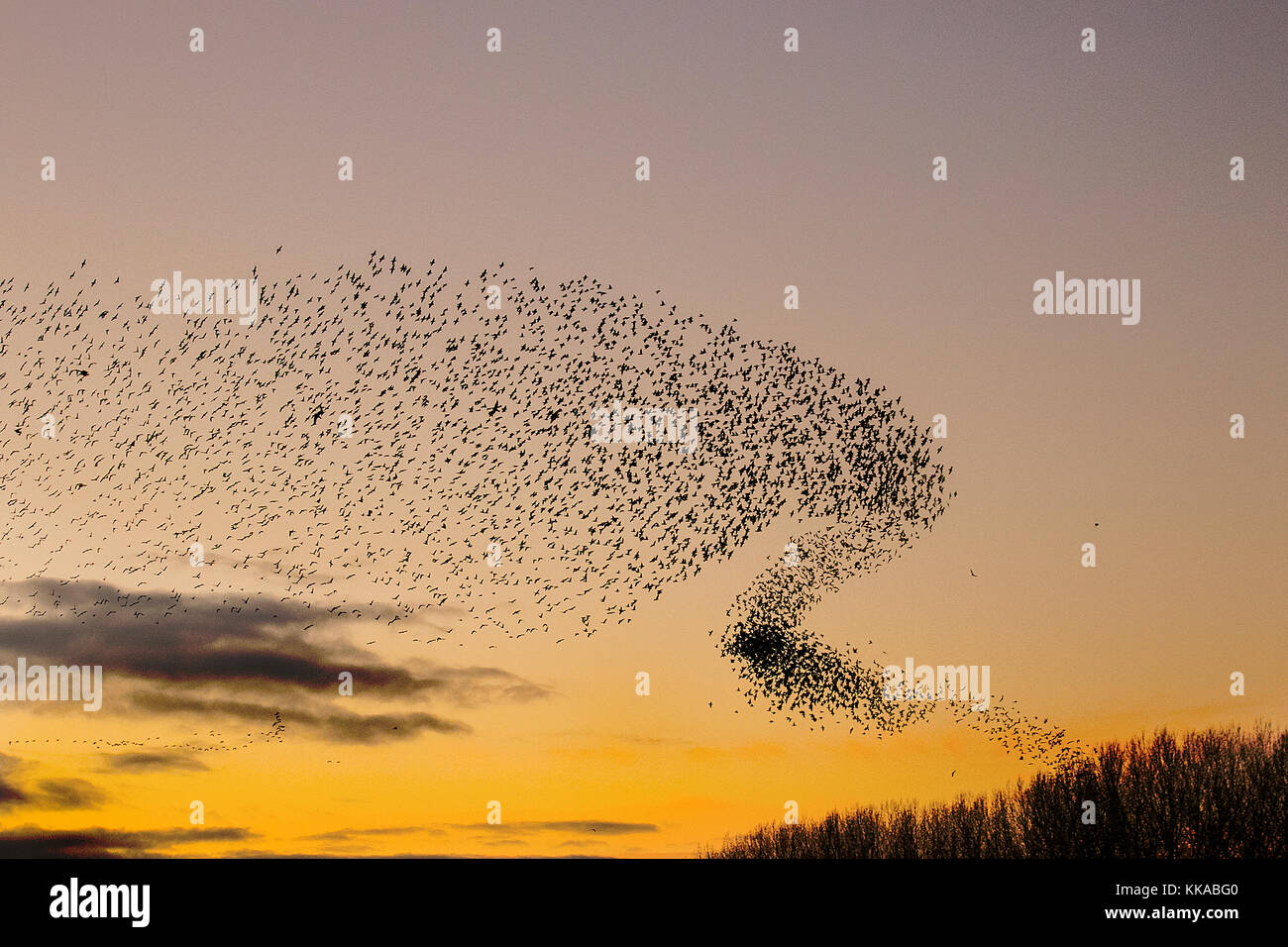 Form communal roosts hi-res stock photography and images - Alamy