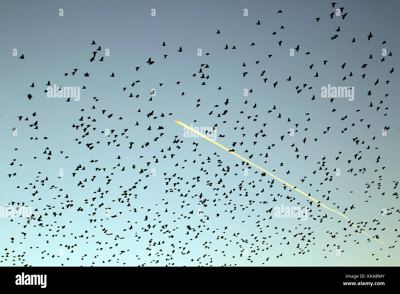 Starling mumuration uk winter hi-res stock photography and images - Alamy