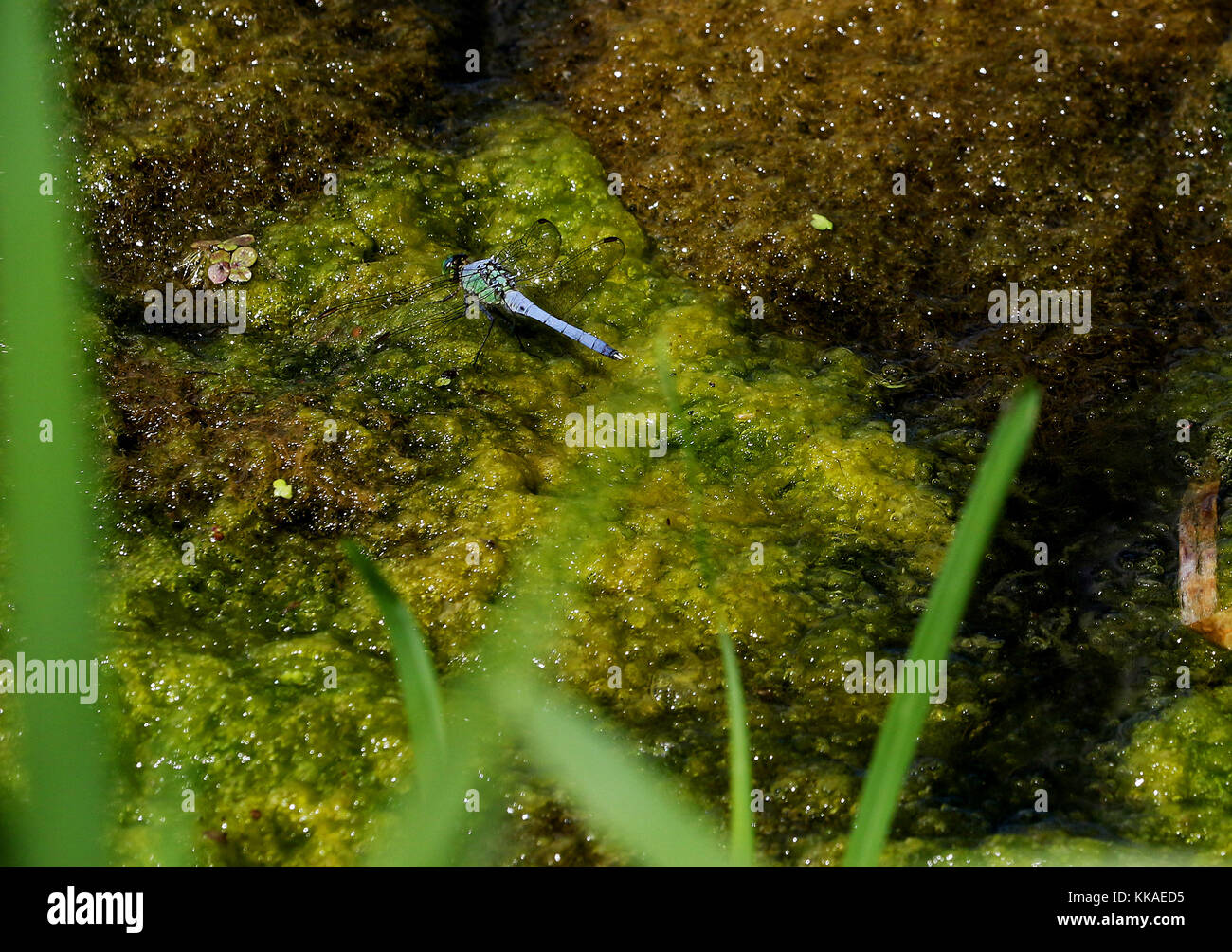 Iowa, USA. 20th June, 2017. A Great Blue Skimmer Dragonfly lands on ...