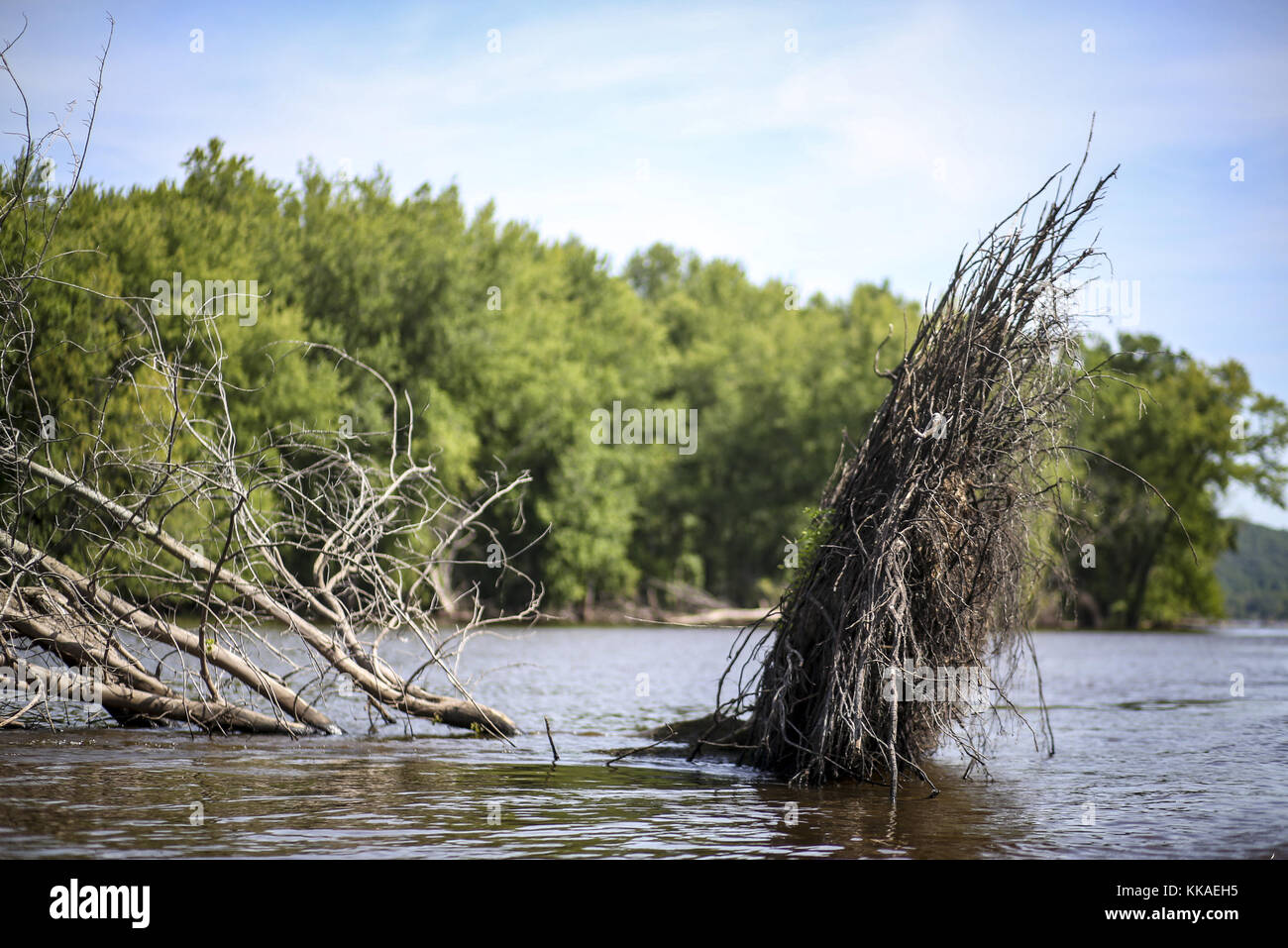 Root system of a tree hi-res stock photography and images - Alamy