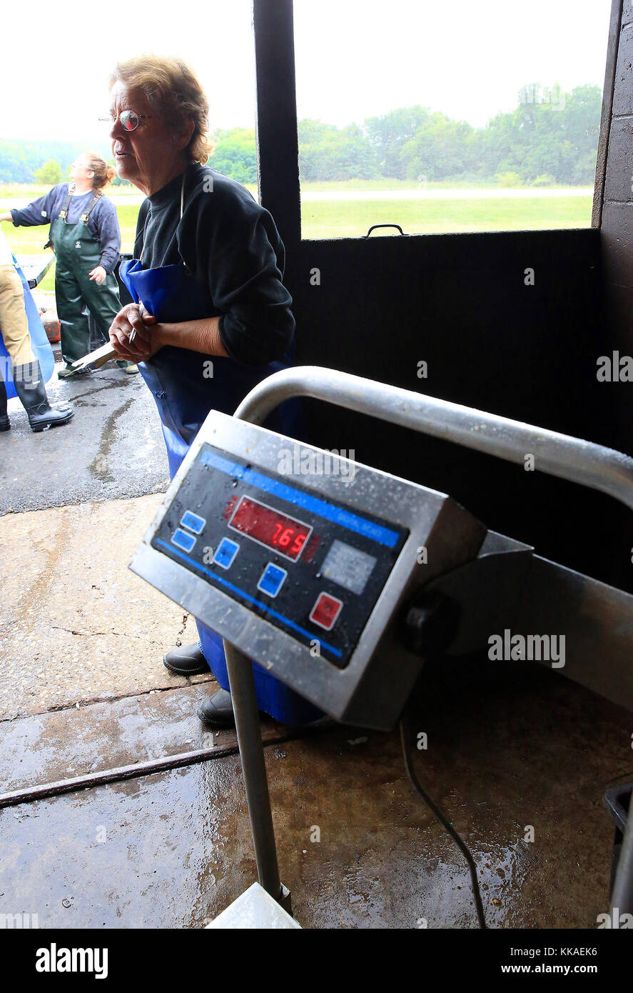 Harpers Ferry, Iowa, USA. 29th Aug, 2017. Diana Mohn waits to weigh Bob ...
