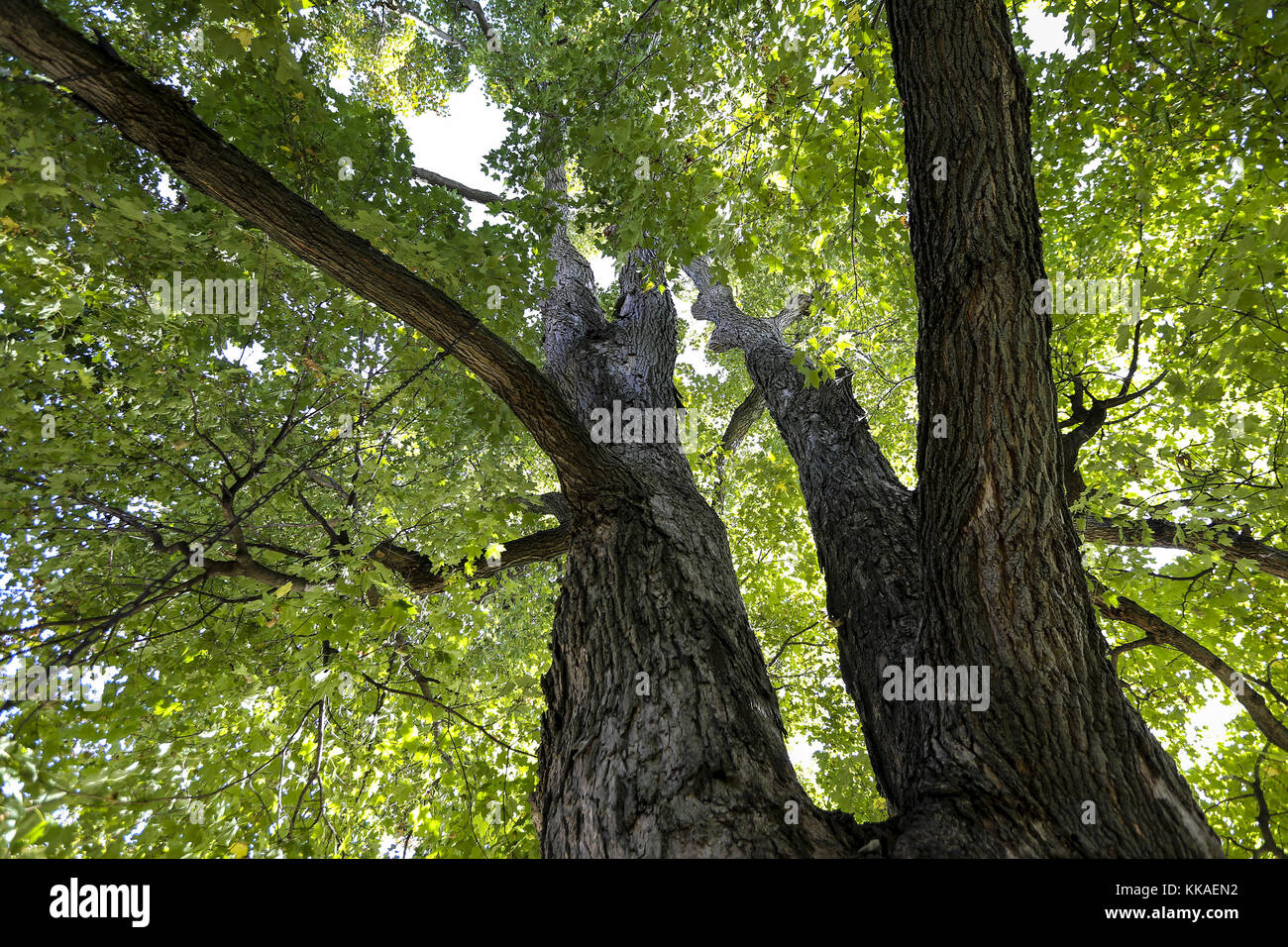 Hampton, Iowa, USA. 30th Sep, 2017. A maple tree known to be between ...