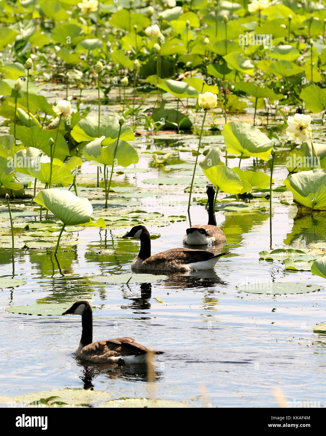 Sabula, Iowa, USA. 13th July, 2017. Canada geese in the Green Island ...