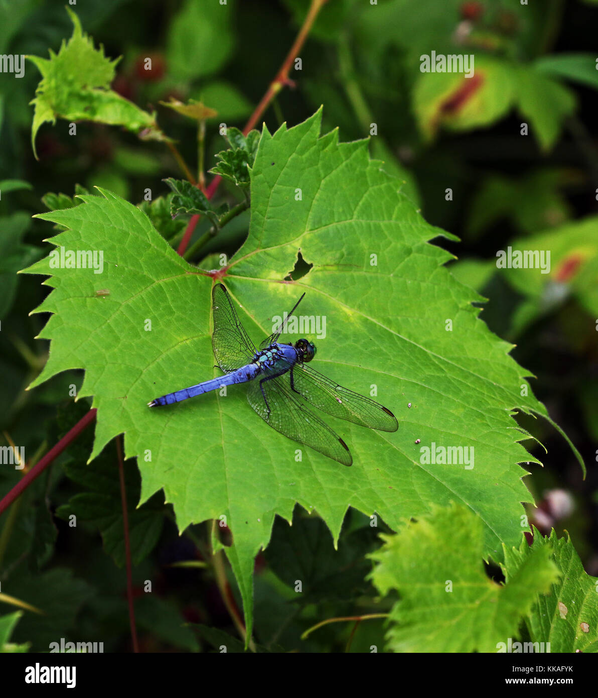 Iowa, USA. 22nd June, 2017. A Blue Corporal dragonfly lands on ...
