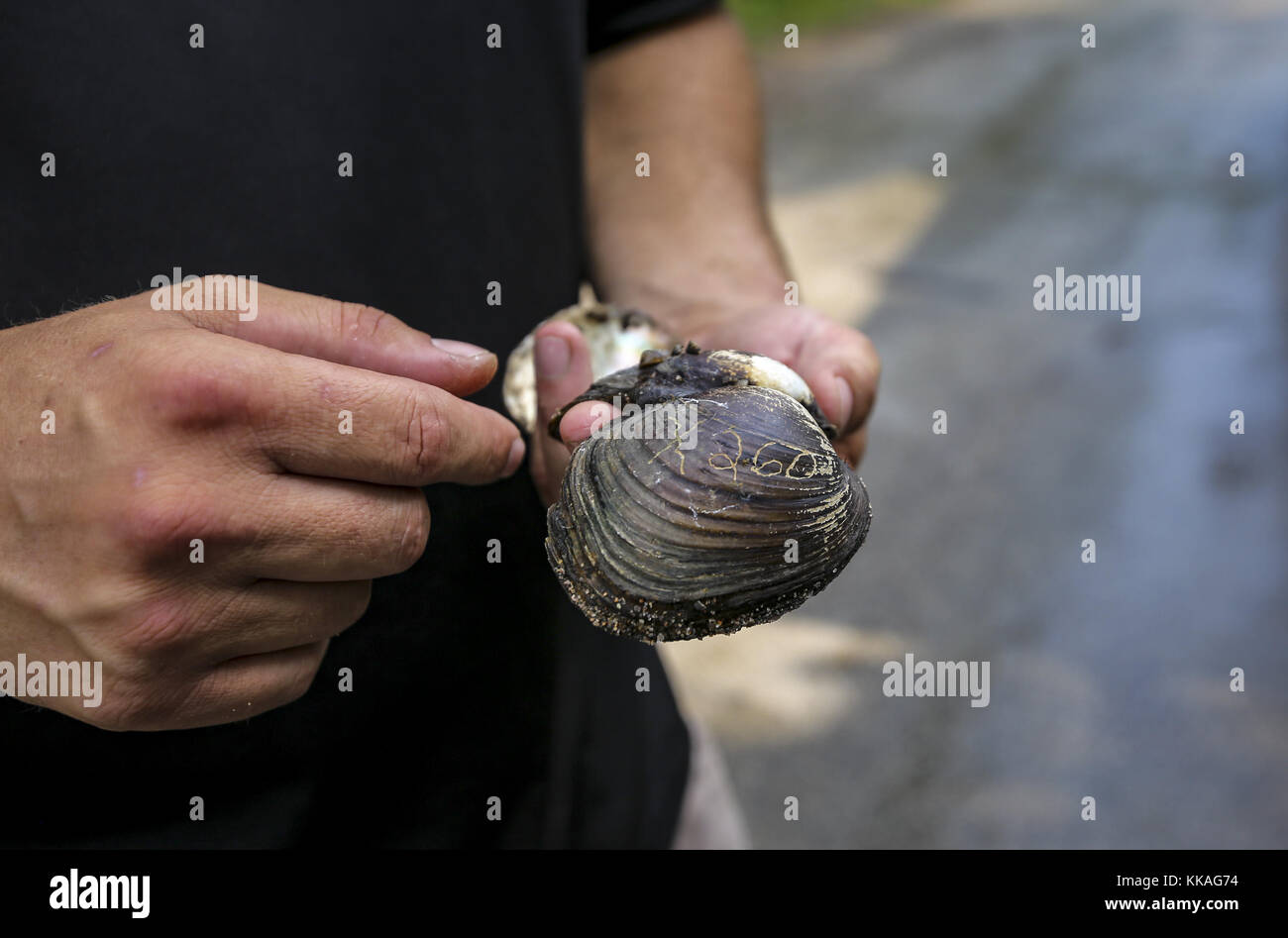 Mussels representing hi-res stock photography and images - Alamy