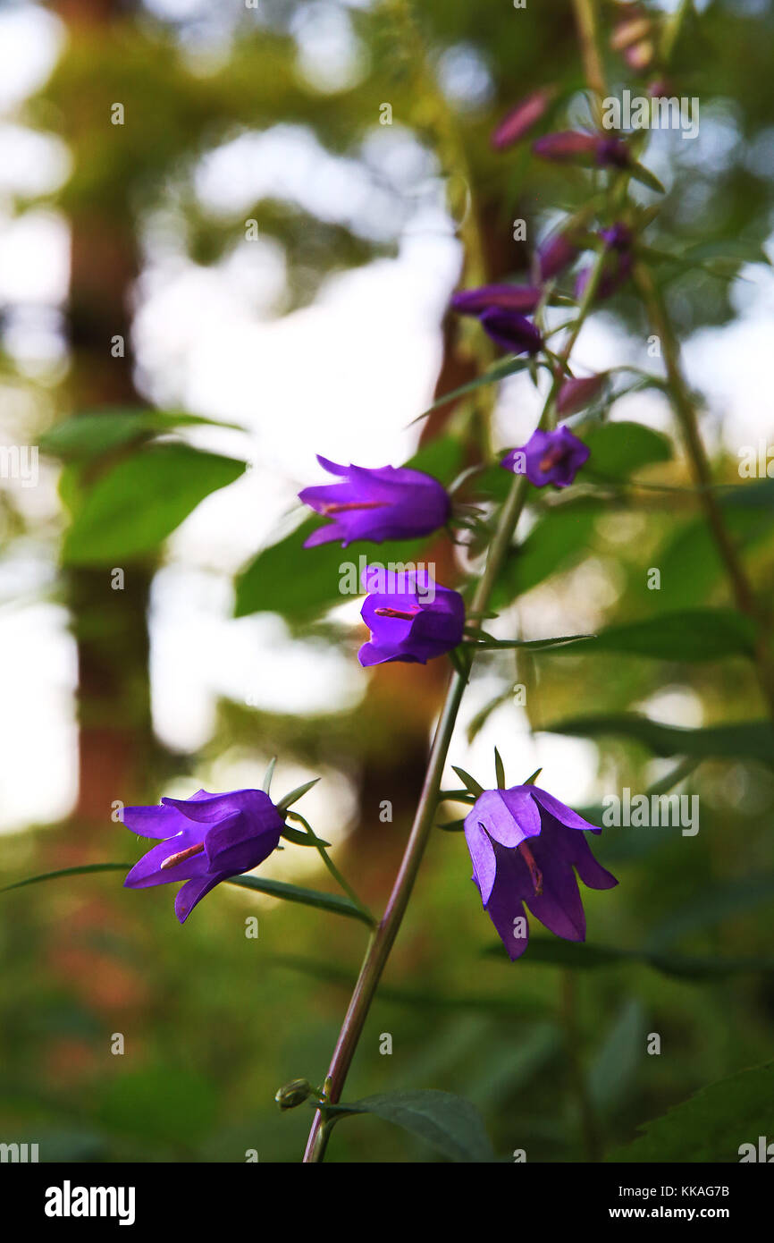 The great river 0256 jpg hi-res stock photography and images - Alamy