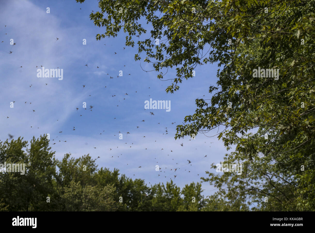 Swarm mayflies hi-res stock photography and images - Alamy