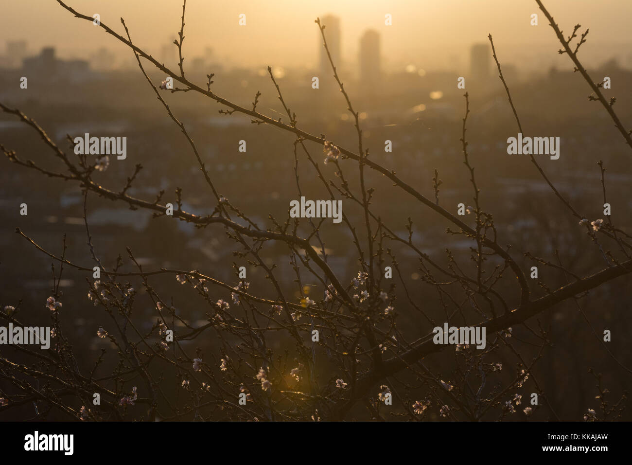 London, UK. 30th Nov, 2017. A winter flowering cherry tree is ...