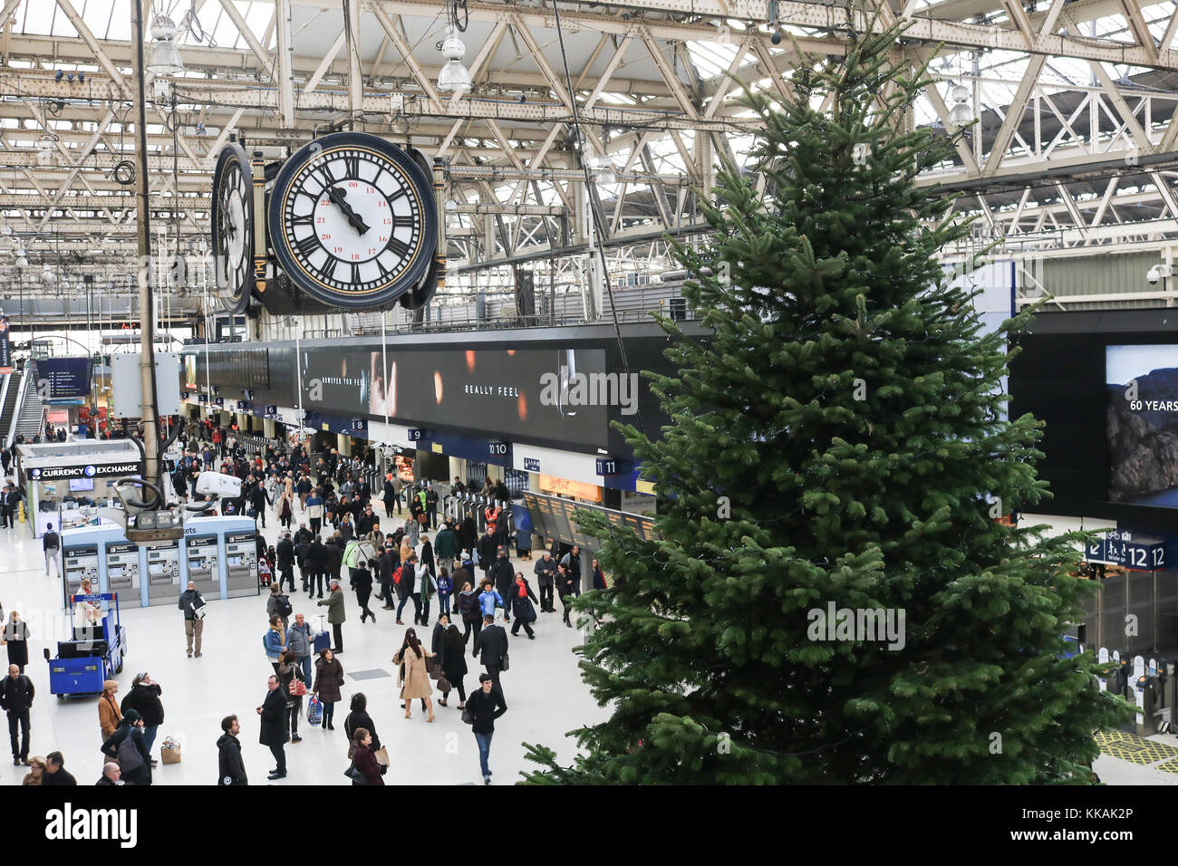 London, UK. 30th Nov, 2017. A giant conifer Christmas tree has been ...