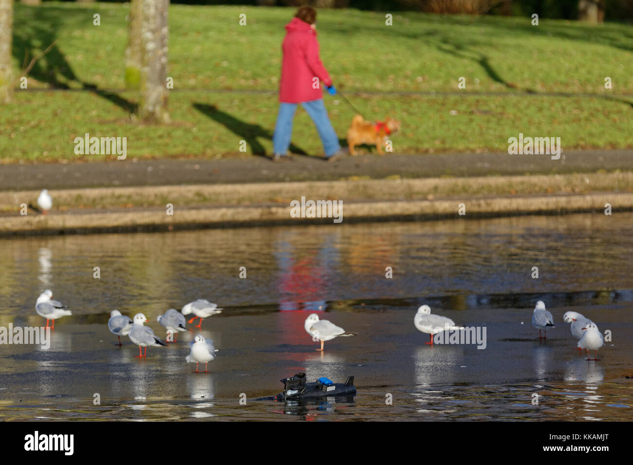 Knightswood park pond hi-res stock photography and images - Alamy