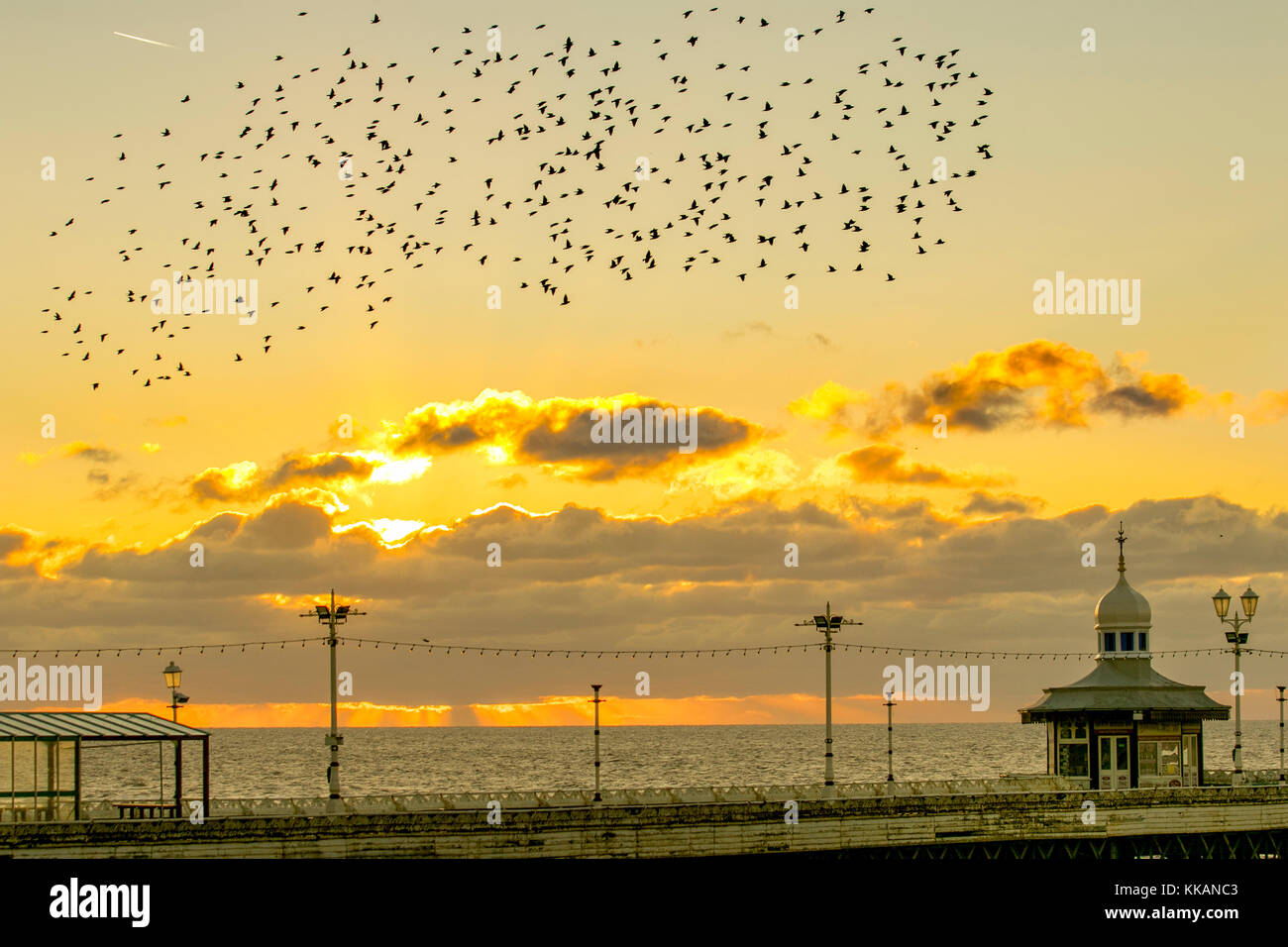 flock fly animal starling flight swarm bird dusk murmuration blackpool ...