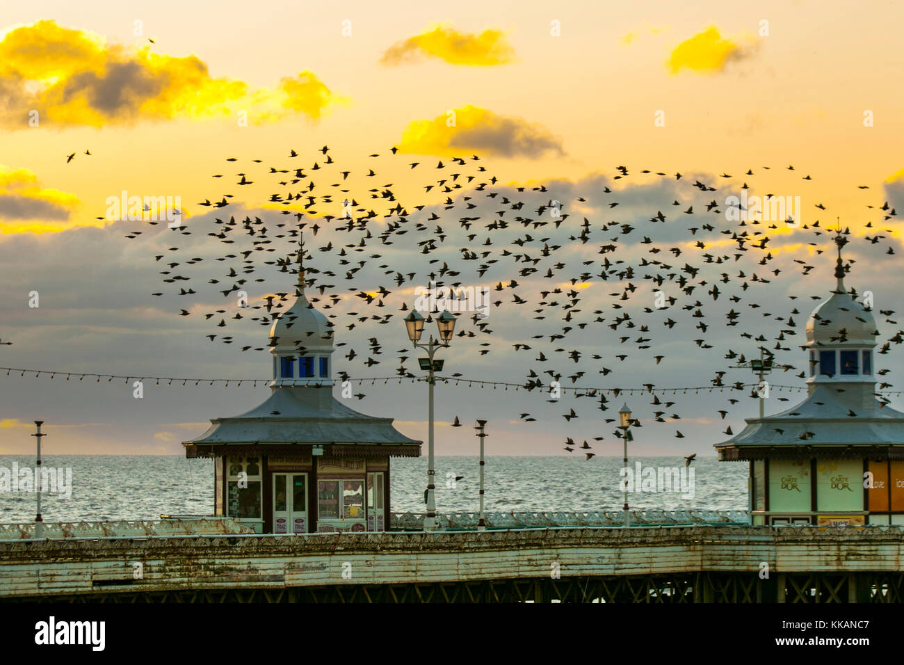 flock fly animal starling flight swarm bird dusk murmuration blackpool ...