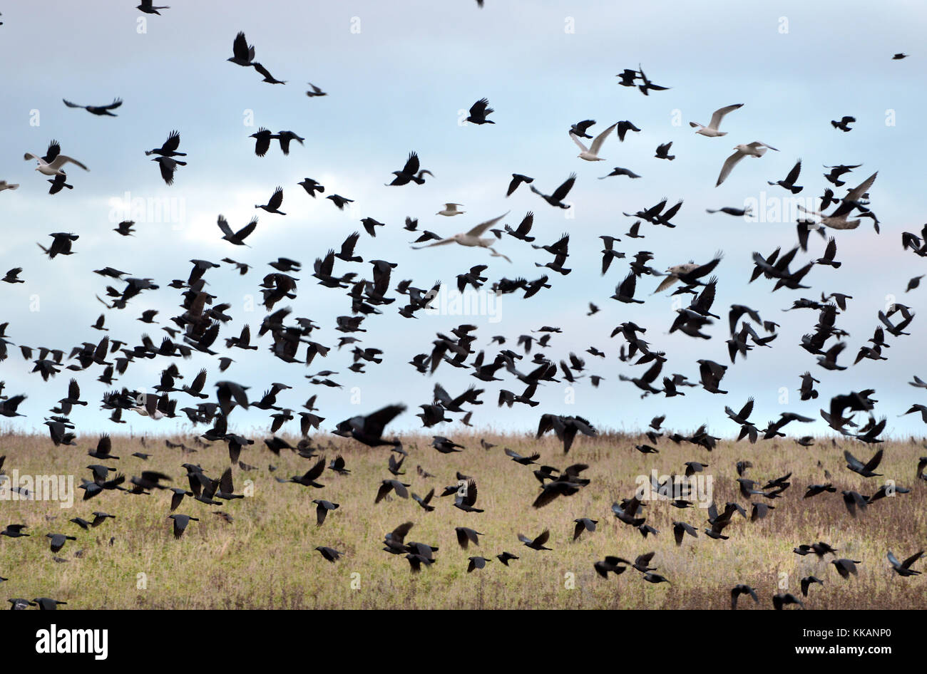 Murder Of Crows Wallpaper