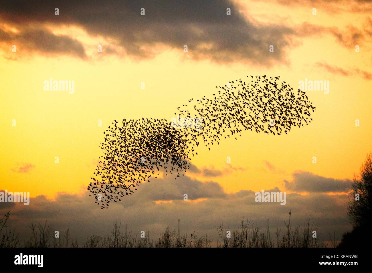 flock fly animal starling flight swarm bird dusk murmuration blackpool ...