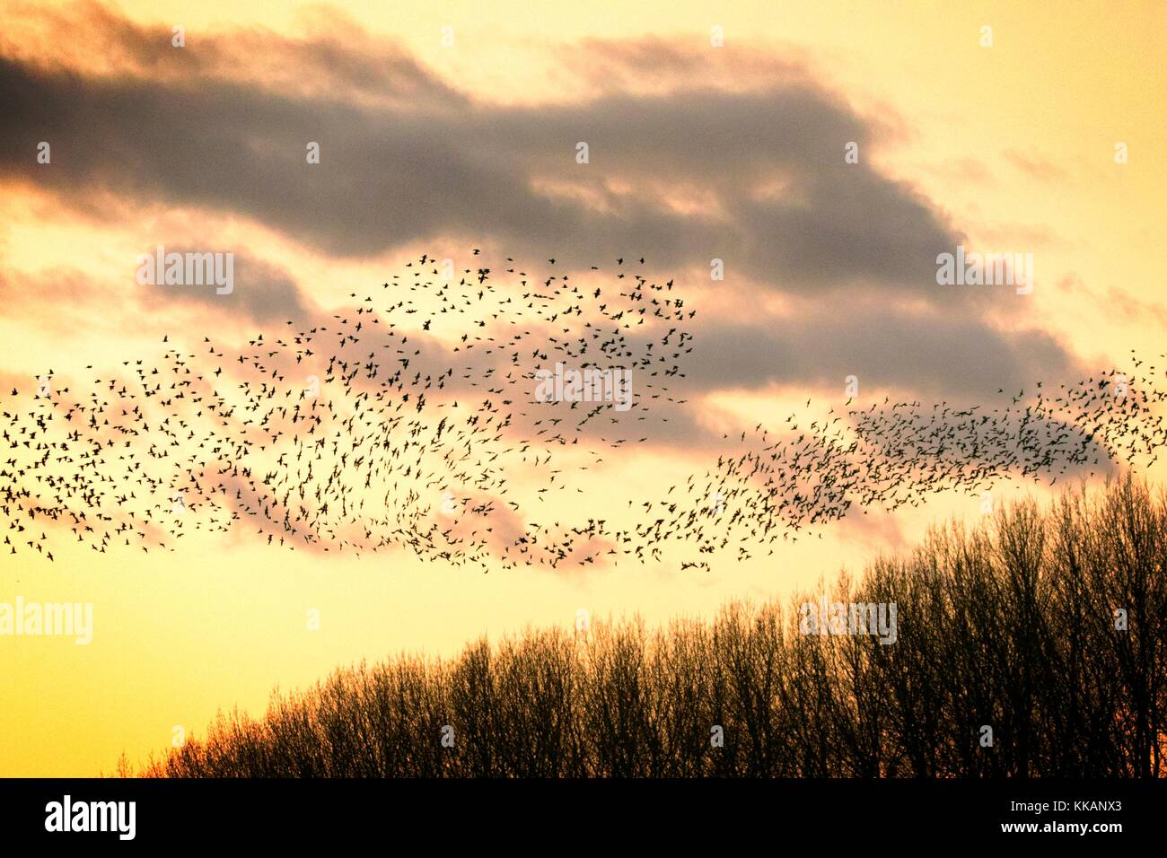 flock fly animal starling flight swarm bird dusk murmuration blackpool ...