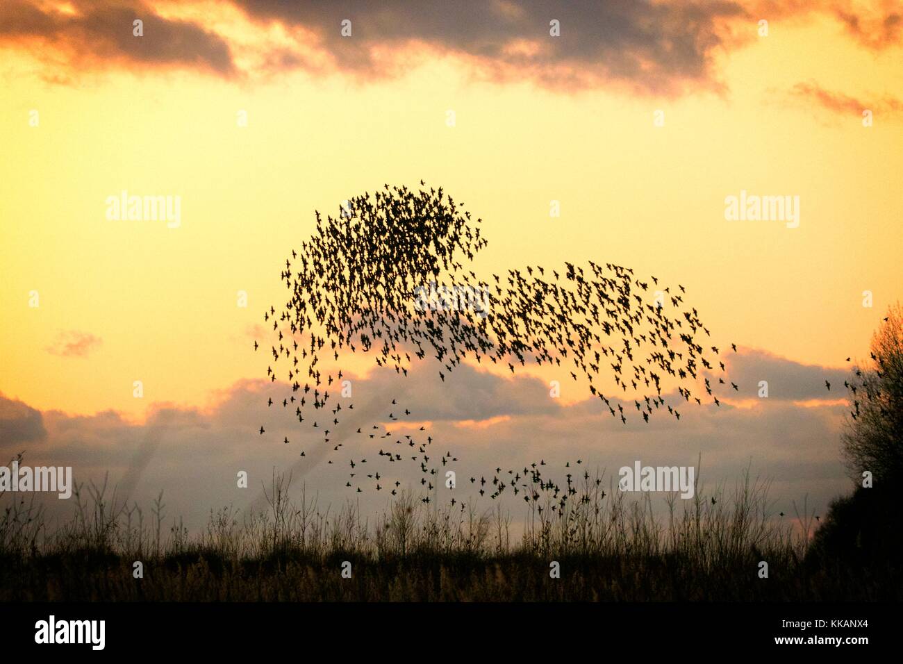 flock fly animal starling flight swarm bird dusk murmuration blackpool ...