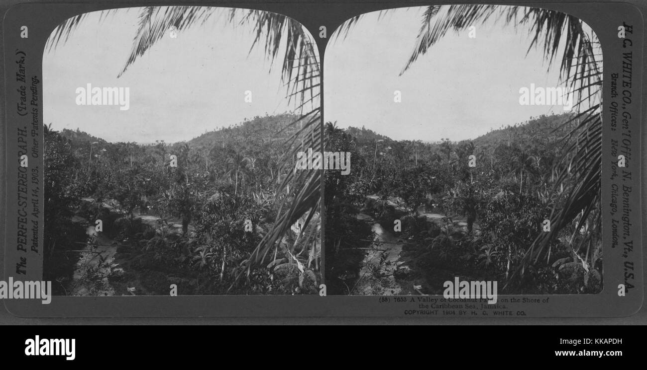 Stereopticon of Cocoanut Palms and Caribbean Sea in Jamaica, 1904. From ...