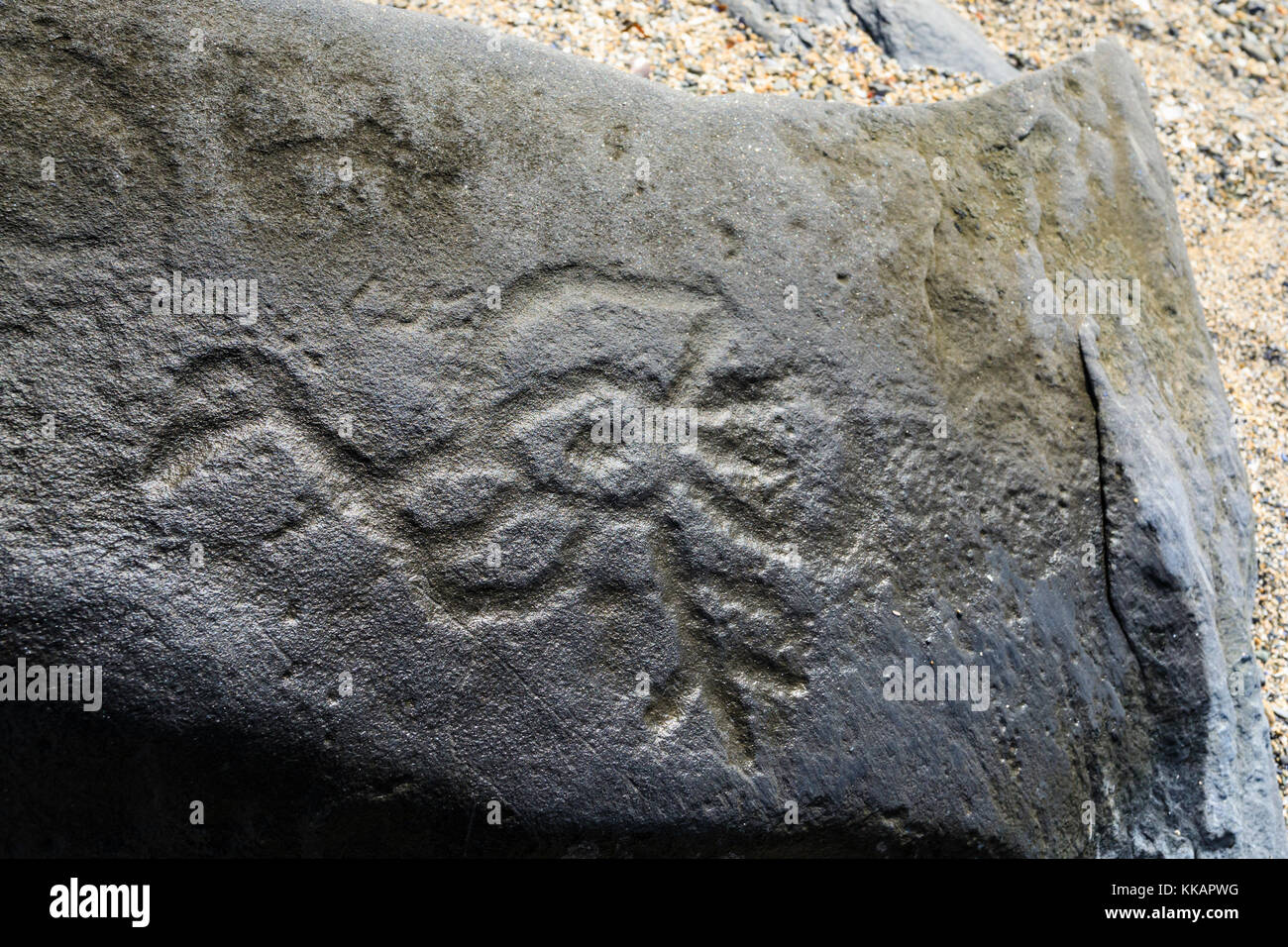Bird petroglyph, Petroglyph Beach, State Historic Park, archaeological ...