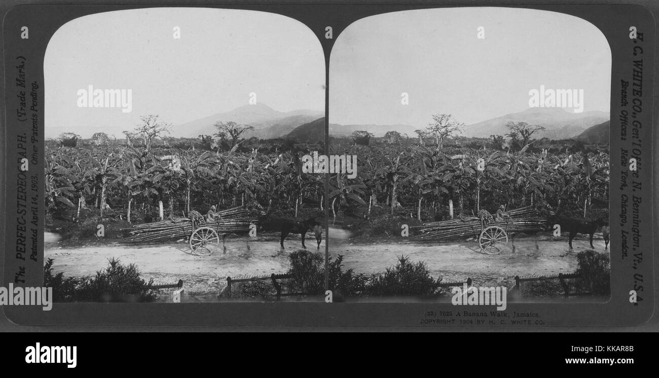 A banana walk, Jamaica, 1904. From the New York Public Library Stock ...