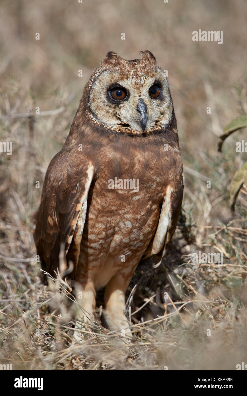African marsh owl asio capensis hi-res stock photography and images - Alamy
