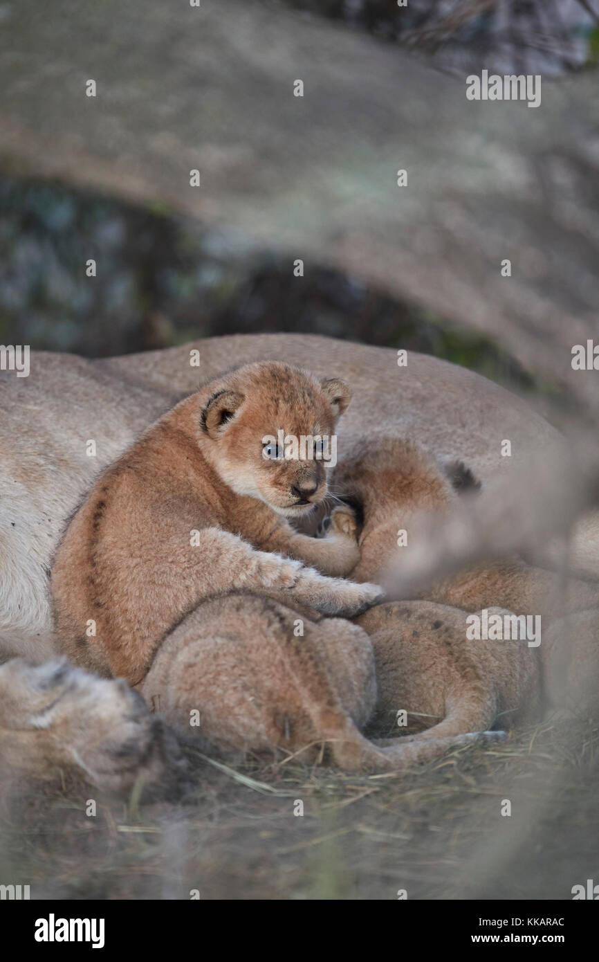 Day old lion cub hi-res stock photography and images - Alamy