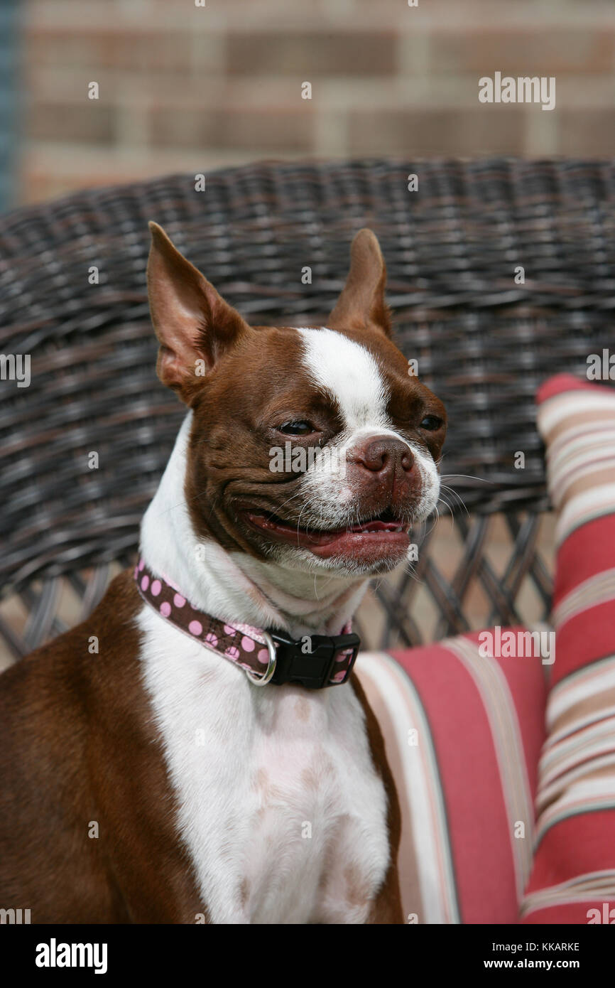 Boston bull terrier hi-res stock photography and images - Alamy