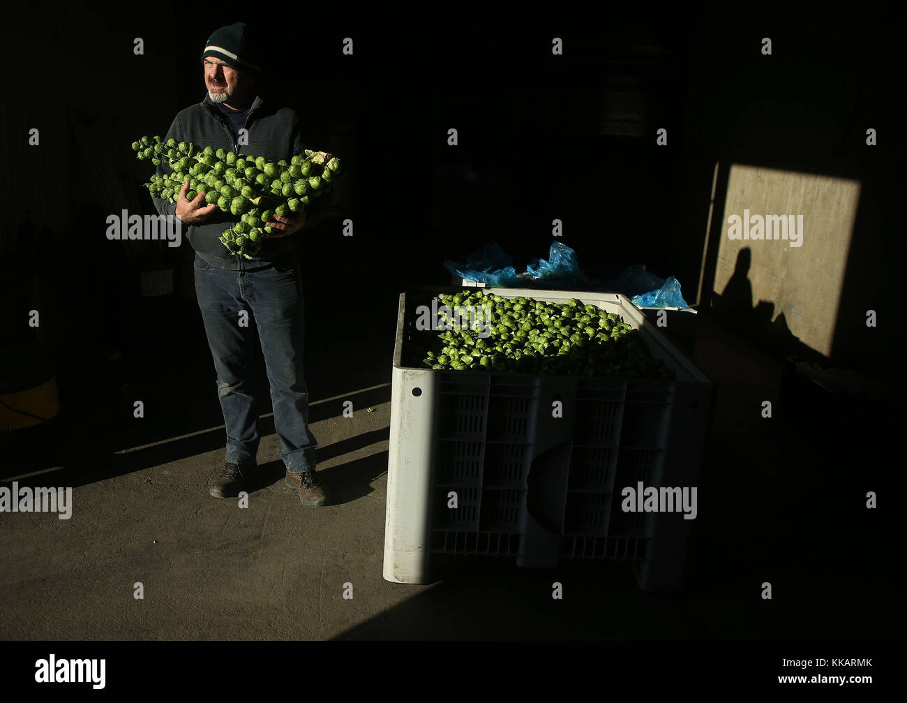 Martin Weldon displays some of the brussels sprouts grown at the Weldon ...