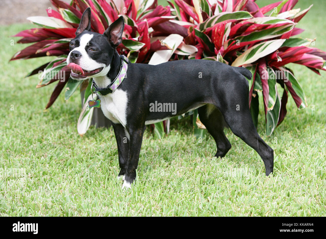 Boston Bull High Resolution Stock Photography and Images - Alamy